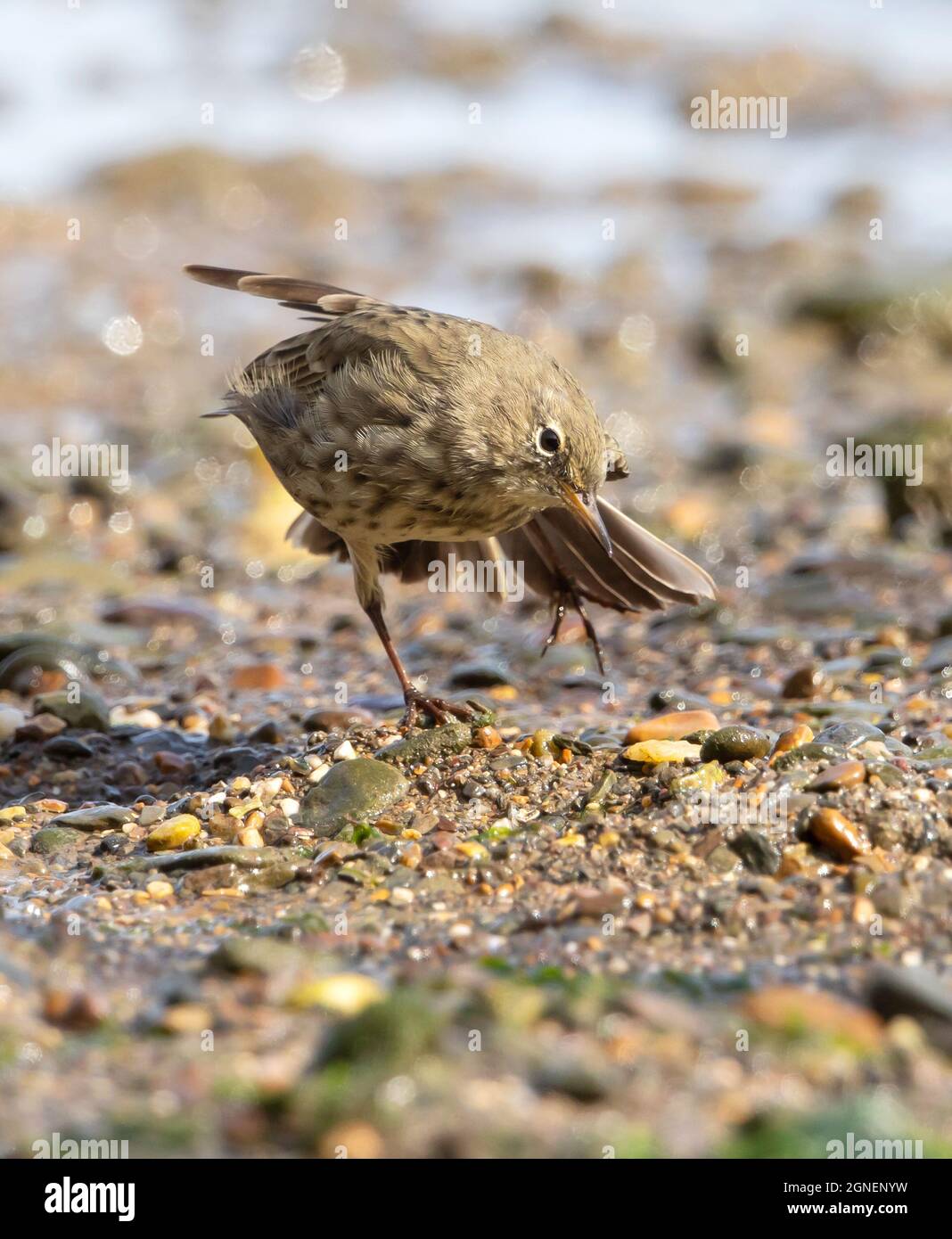 Rock Pipit on a shingle bed Stock Photo - Alamy