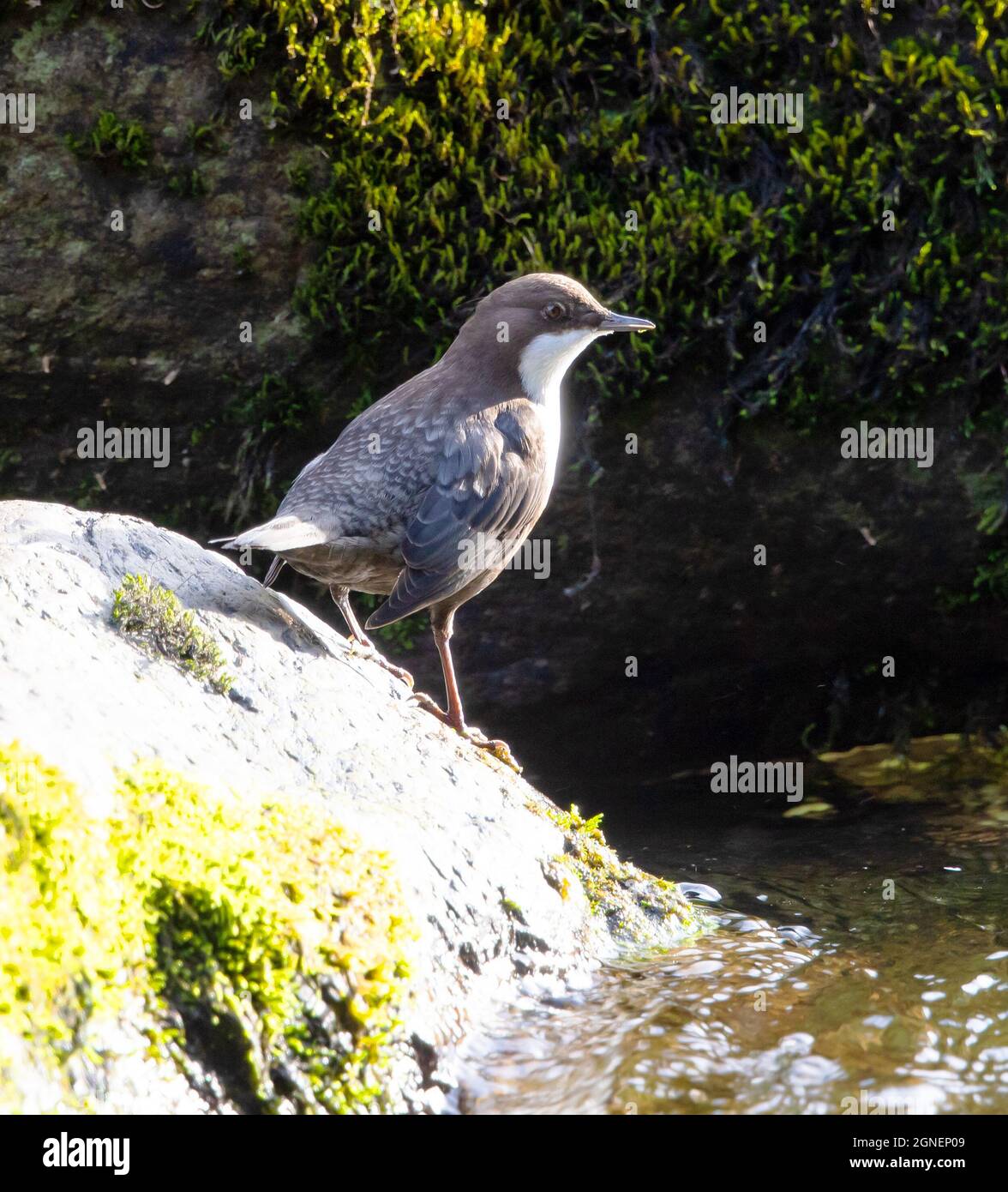 Dipper in a typical fast flowing stream Stock Photo - Alamy
