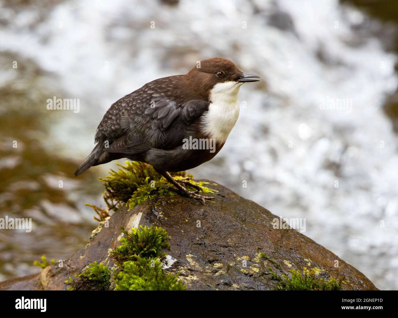 Dipper in a typical fast flowing stream Stock Photo - Alamy
