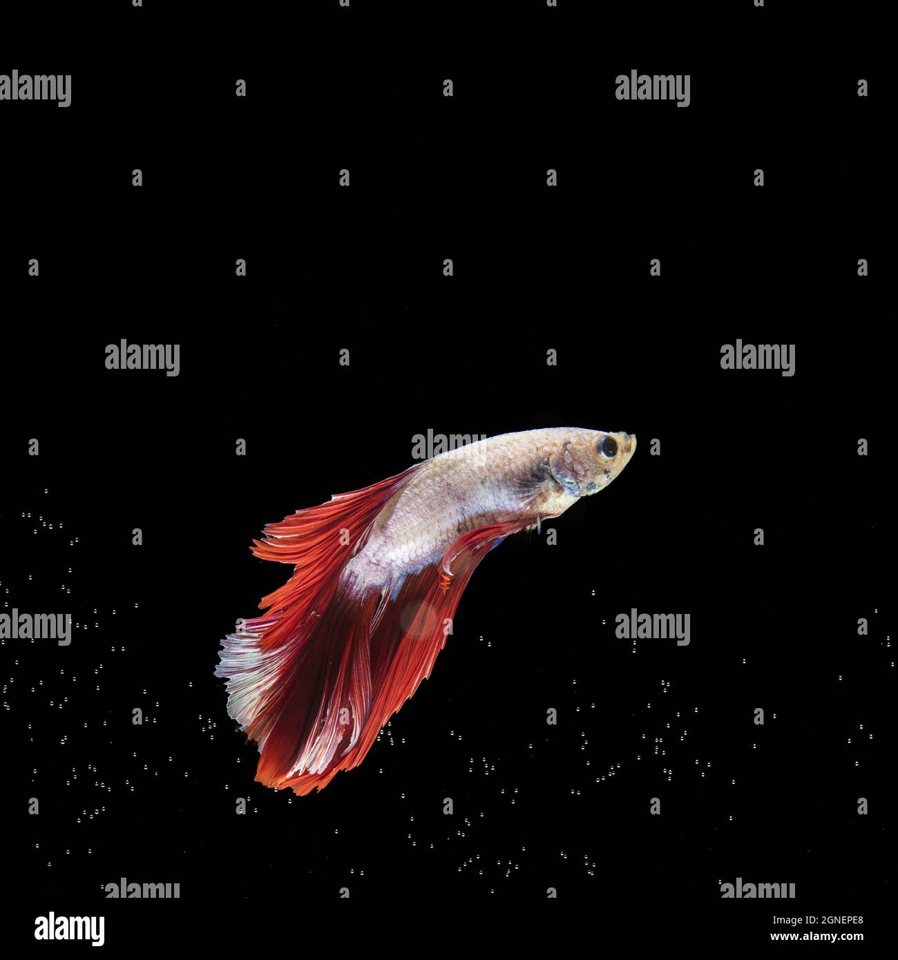 half moon betta fish swimming black surface. High quality and ...