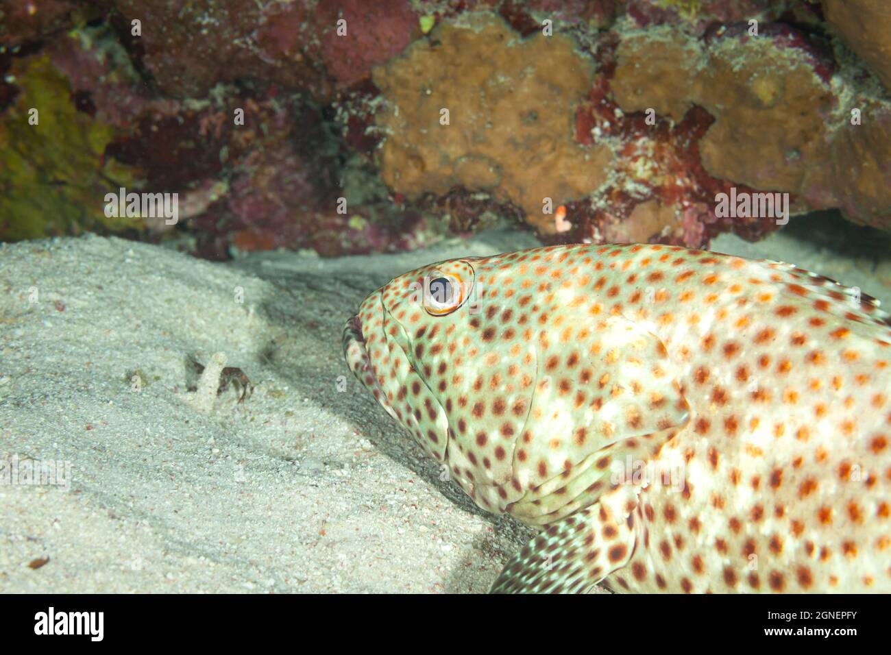 Fish of the Red sea. Grouper Stock Photo - Alamy