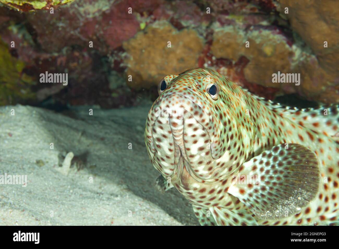 Fish of the Red sea. Grouper Stock Photo - Alamy