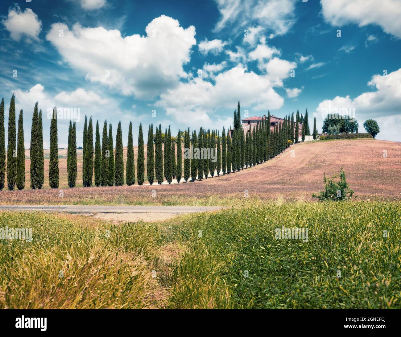 Classic Tuscan view with farmhouse and cypress trees. Colorful summer ...