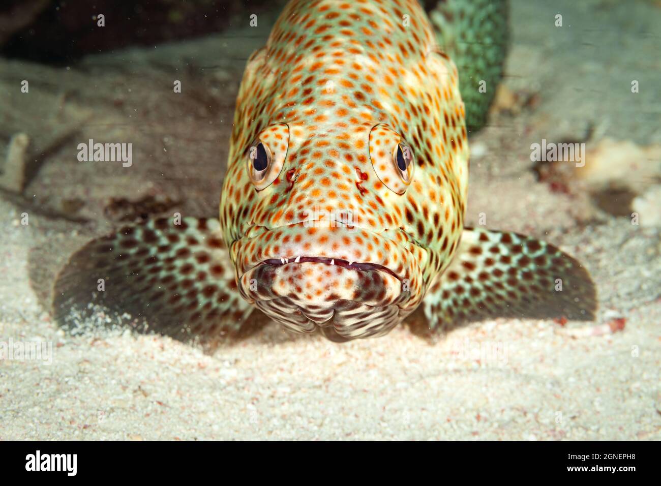 Fish of the Red sea. Grouper Stock Photo - Alamy