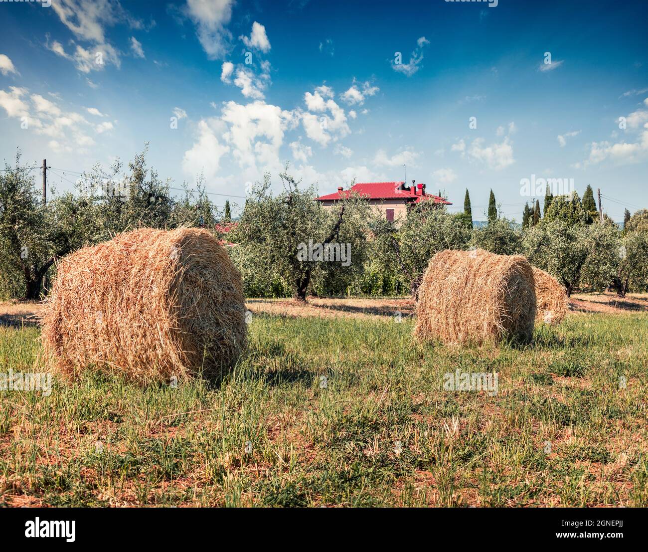 Wheat harvest in Tuscany. Typical Tuscan view with farmhouse and olive ...