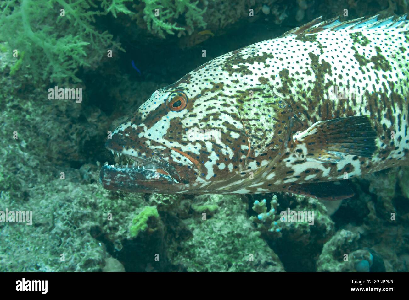Fish of the Red sea. Grouper Stock Photo - Alamy