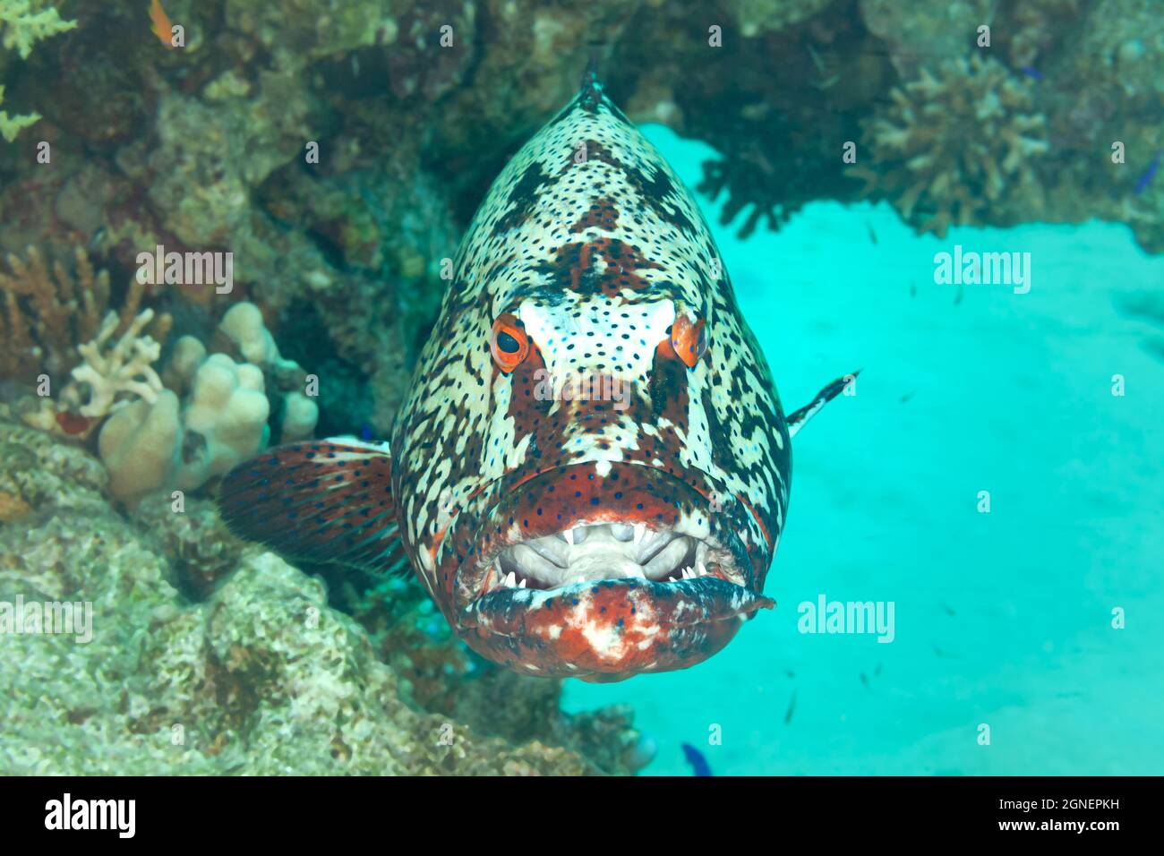 Fish of the Red sea. Grouper Stock Photo - Alamy