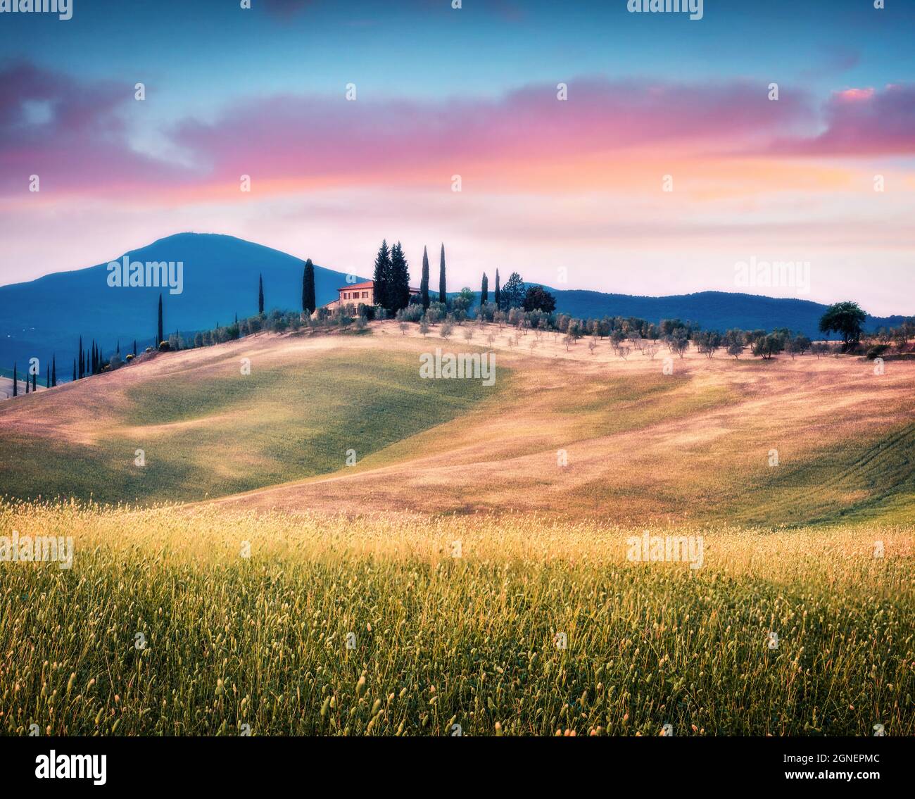 Classic Tuscan view with olive garden. Colorful summer view of Italian ...