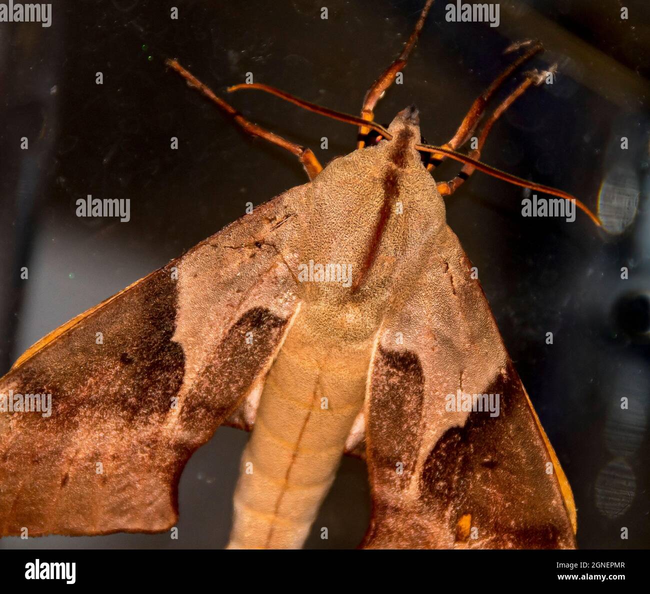 Australian Triangle Hawk moth, coequosa australasiae. Large ...