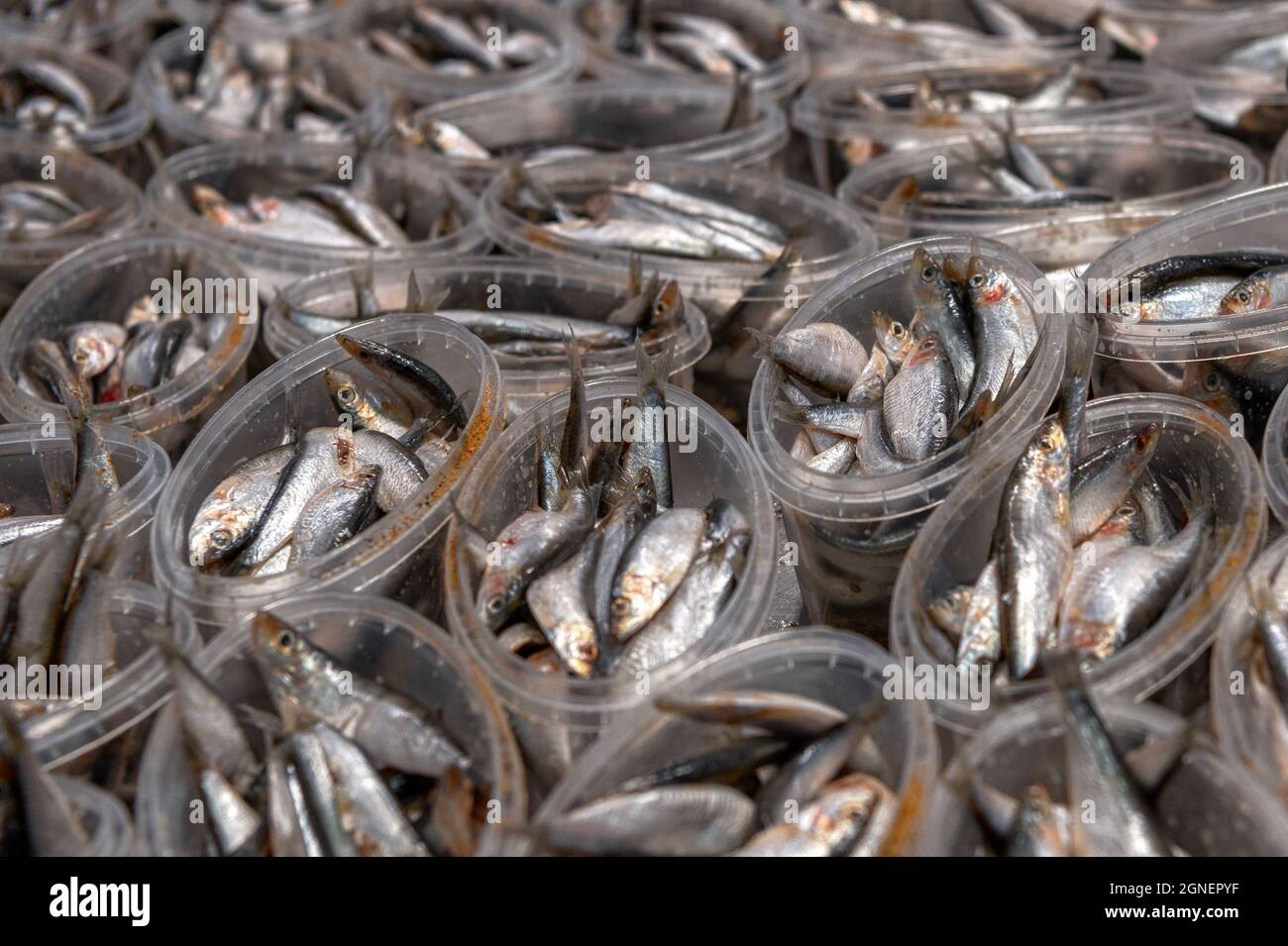There are a lot of plastic sprat jars. Canned fish Stock Photo - Alamy