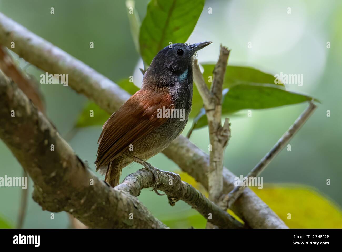 Nature wildlife image of Chestnut-winged Babbler bird standing on tree ...