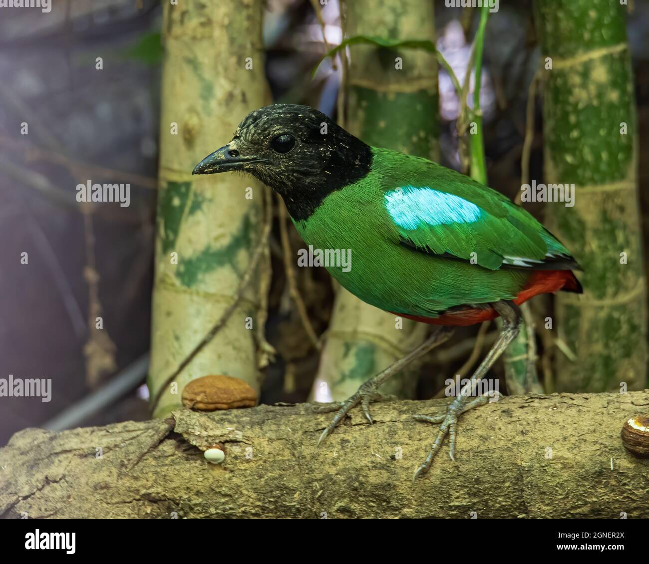Nature Wildlife image of Borneo Hooded Pitta (Pitta sordida mulleri) on ...
