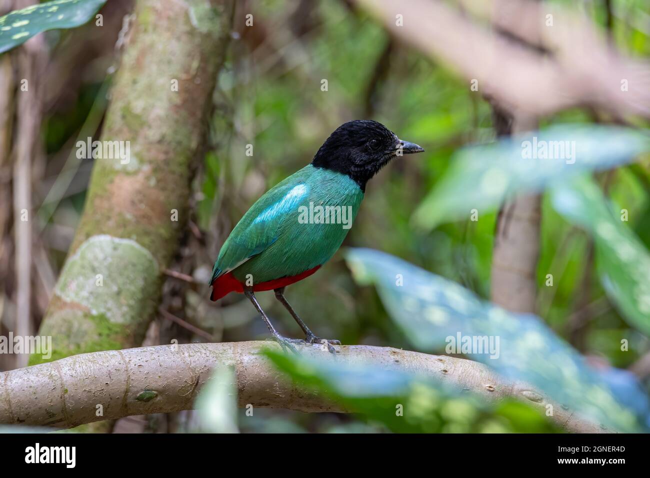 Nature Wildlife image of Borneo Hooded Pitta (Pitta sordida mulleri) on ...