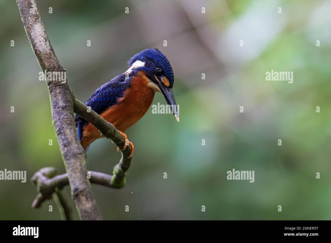 Nature wildlife image of blue-eared kingfisher bird (Alcedo meninting ...