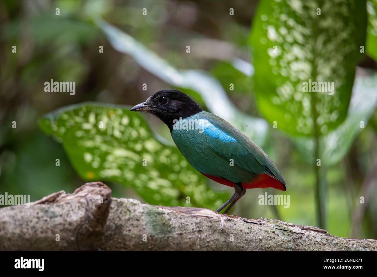 Nature Wildlife image of Borneo Hooded Pitta (Pitta sordida mulleri) on ...