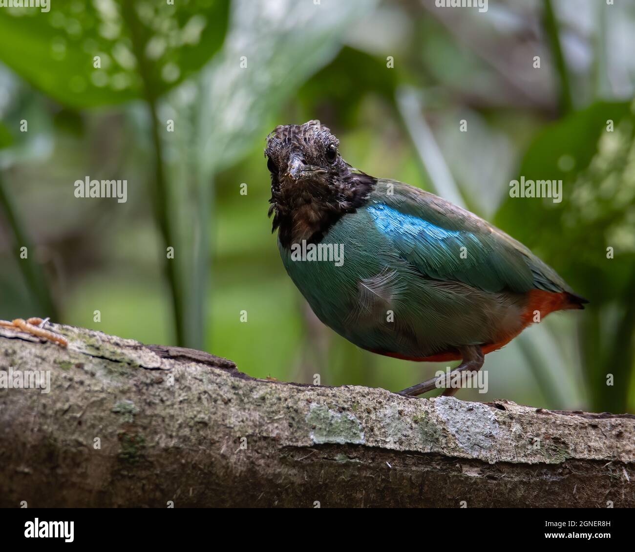 Nature Wildlife image of Borneo Hooded Pitta (Pitta sordida mulleri) on ...