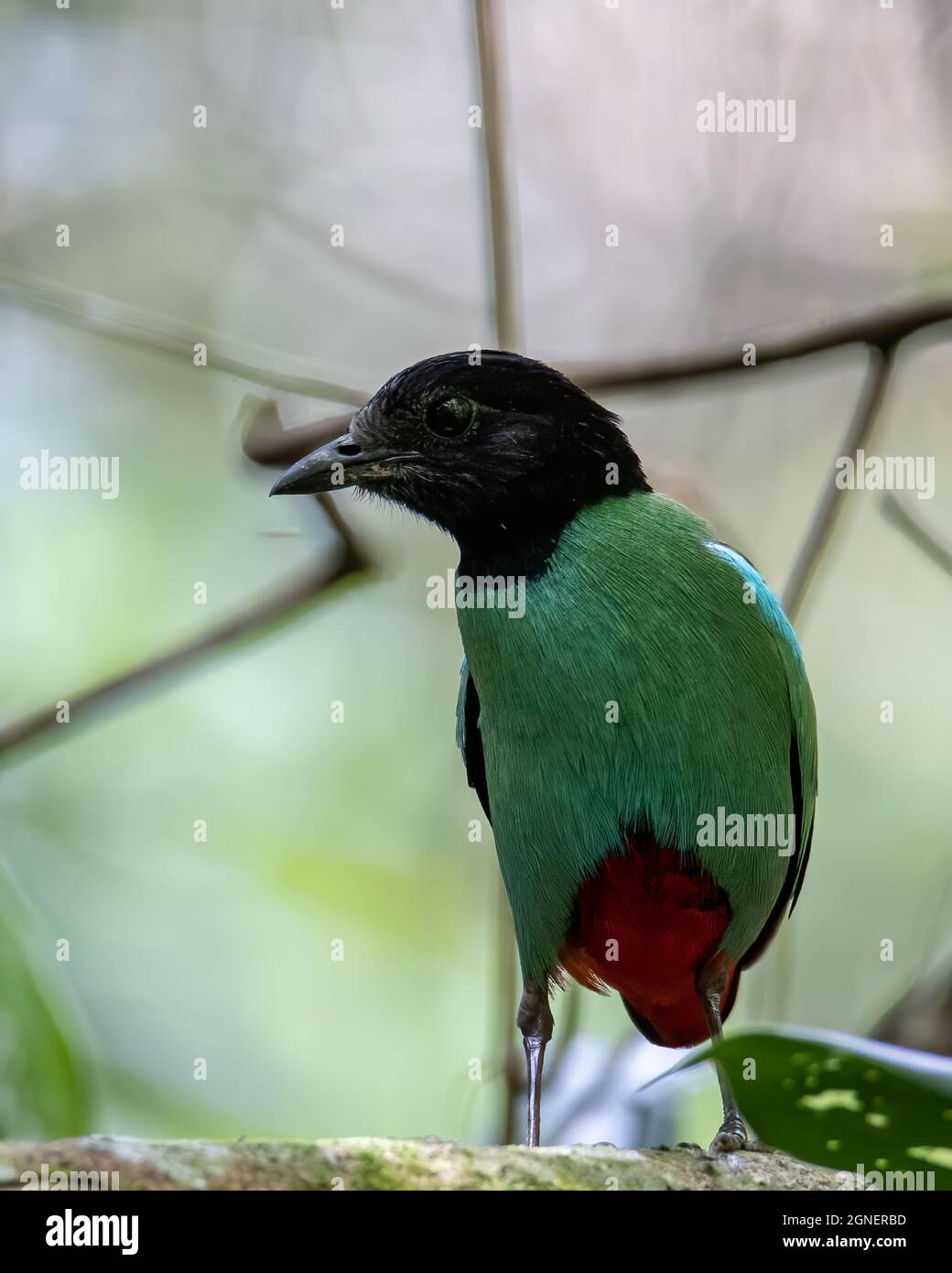Nature Wildlife image of Borneo Hooded Pitta (Pitta sordida mulleri) on ...