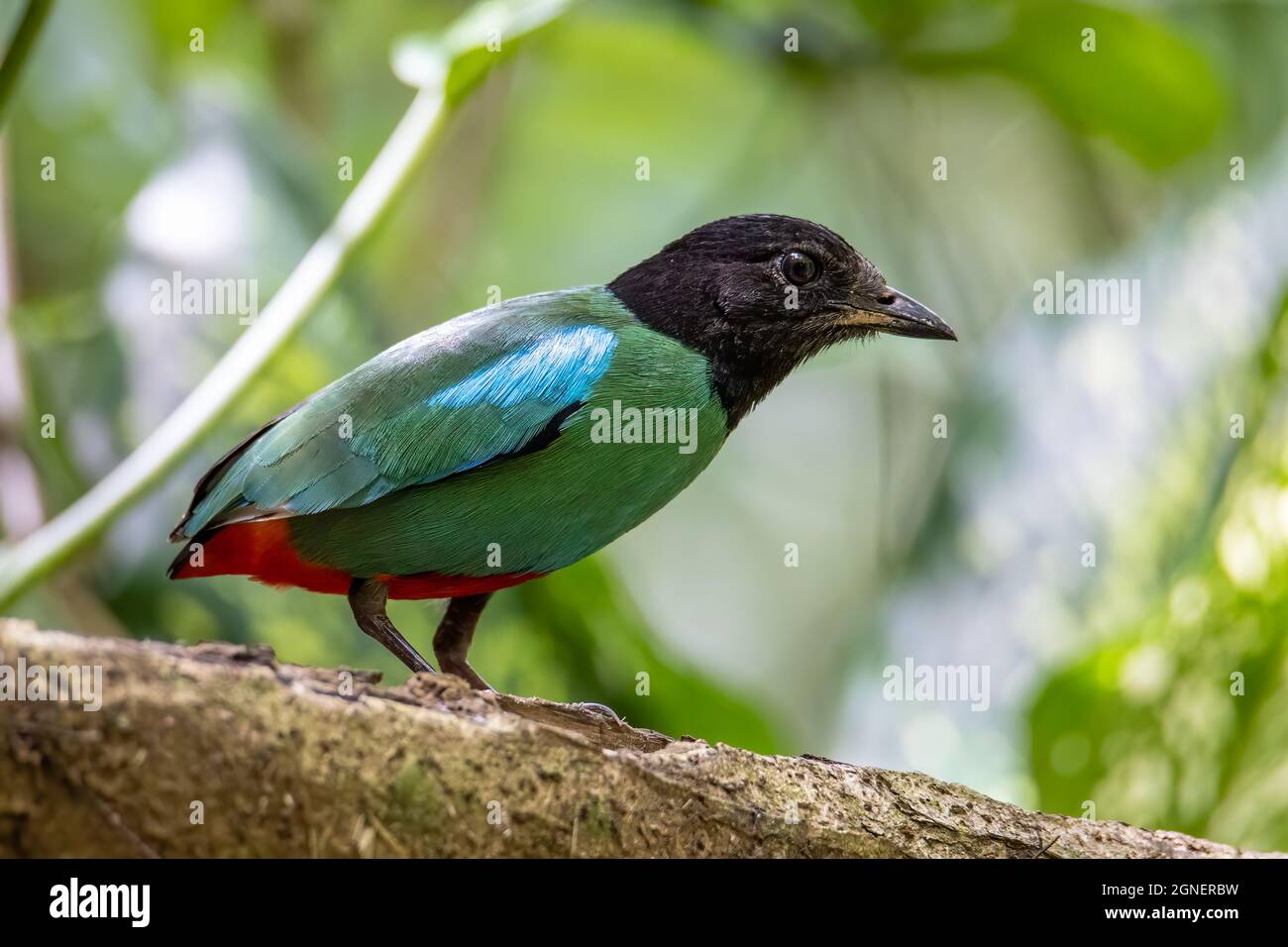 Nature Wildlife image of Borneo Hooded Pitta (Pitta sordida mulleri) on ...