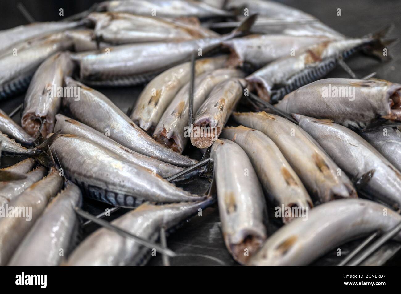 Mackerel carcasses strung on metal rods. Fish processing and smoking ...