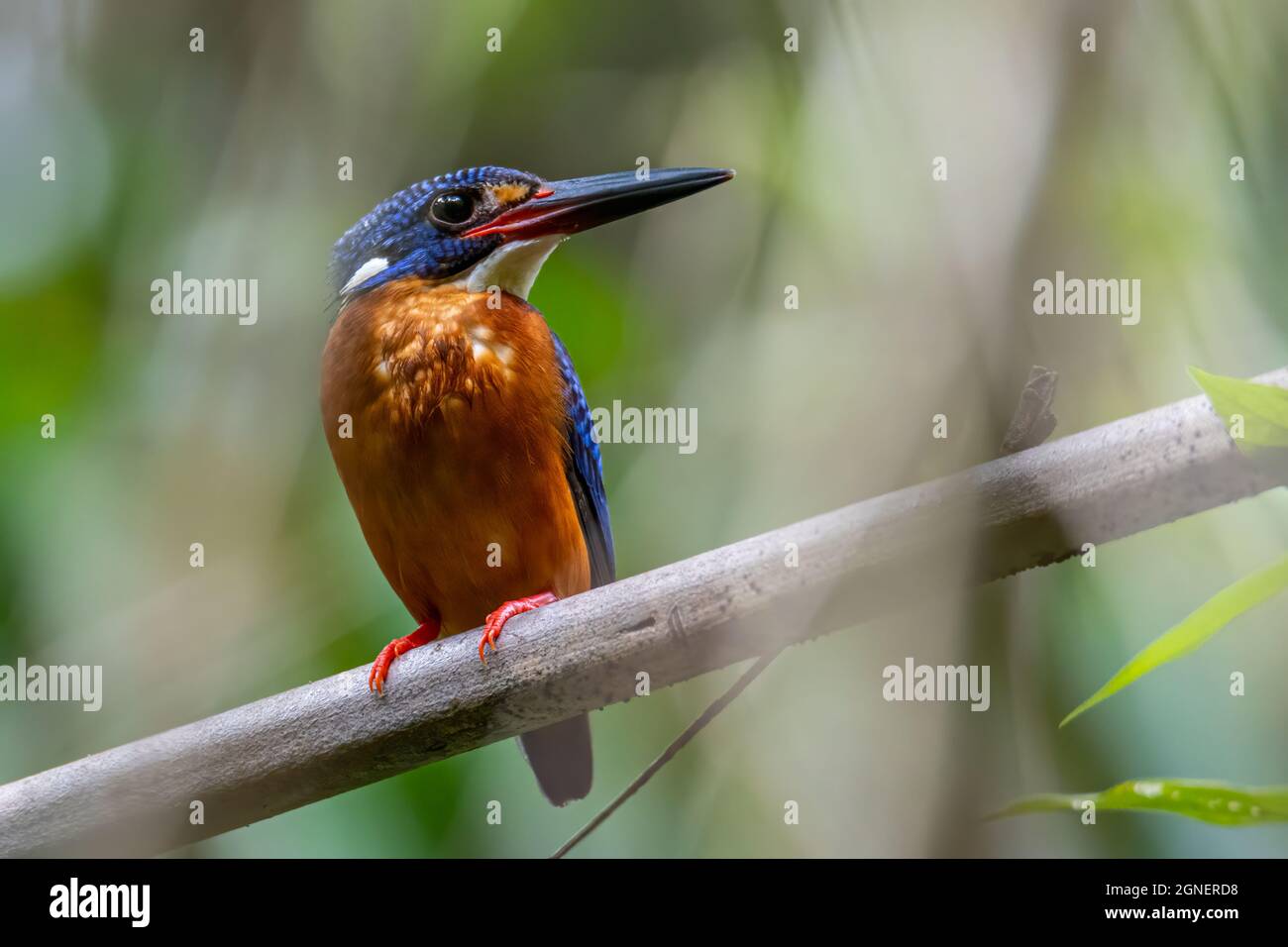 Nature wildlife image of blue-eared kingfisher bird (Alcedo meninting ...