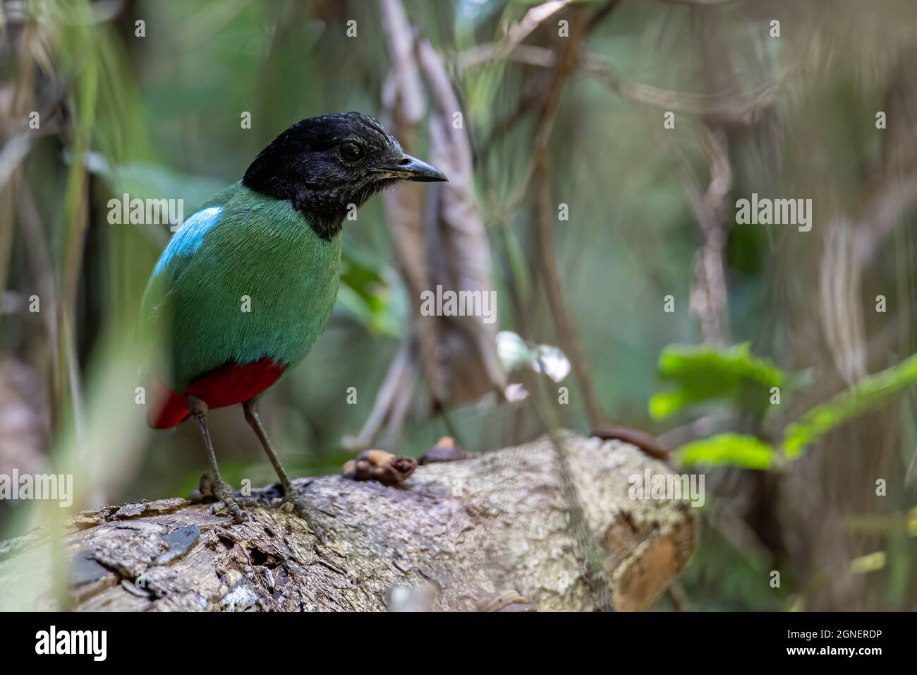 Nature Wildlife image of Borneo Hooded Pitta (Pitta sordida mulleri) on ...