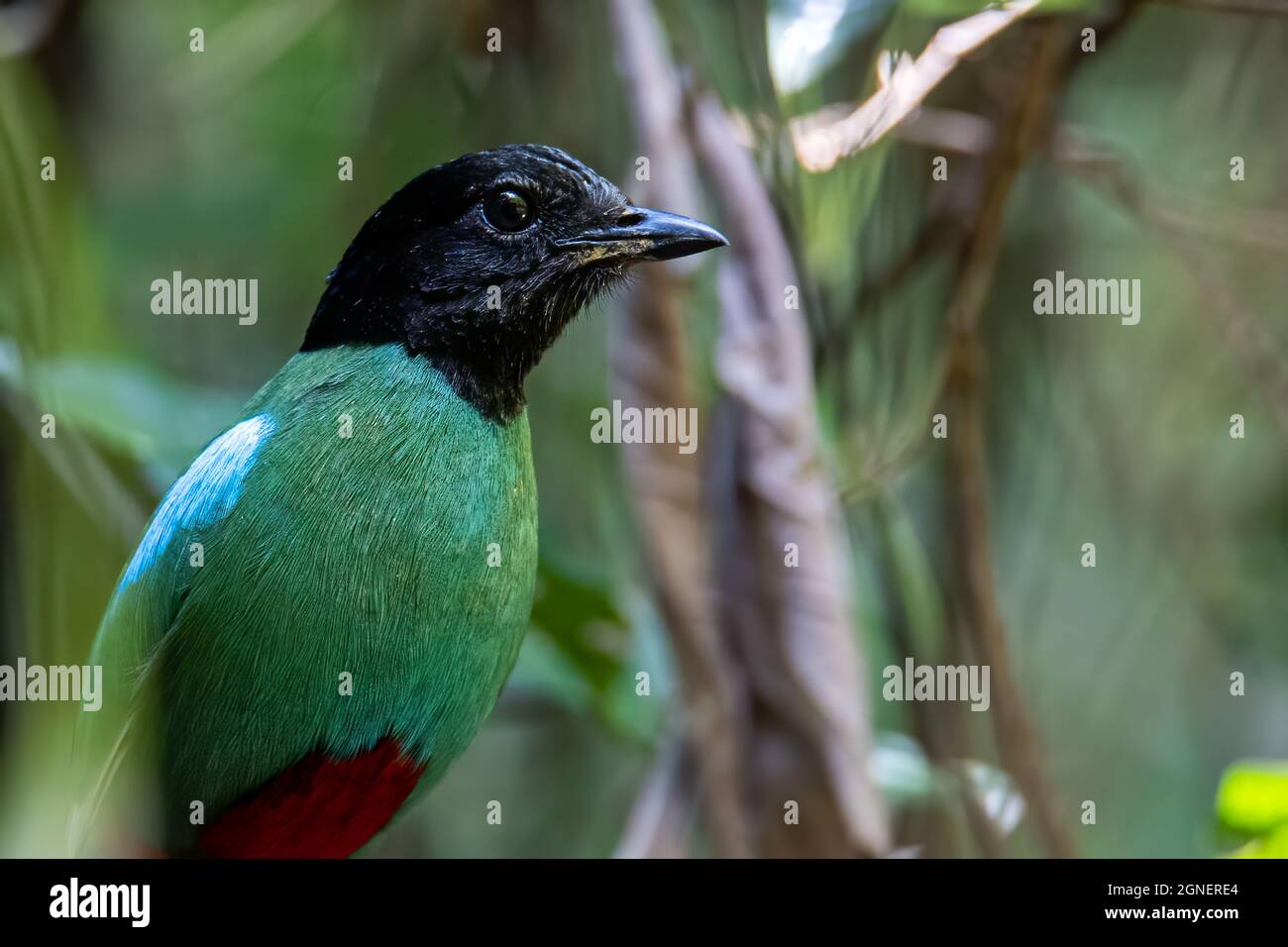 Nature Wildlife image of Borneo Hooded Pitta (Pitta sordida mulleri) on ...