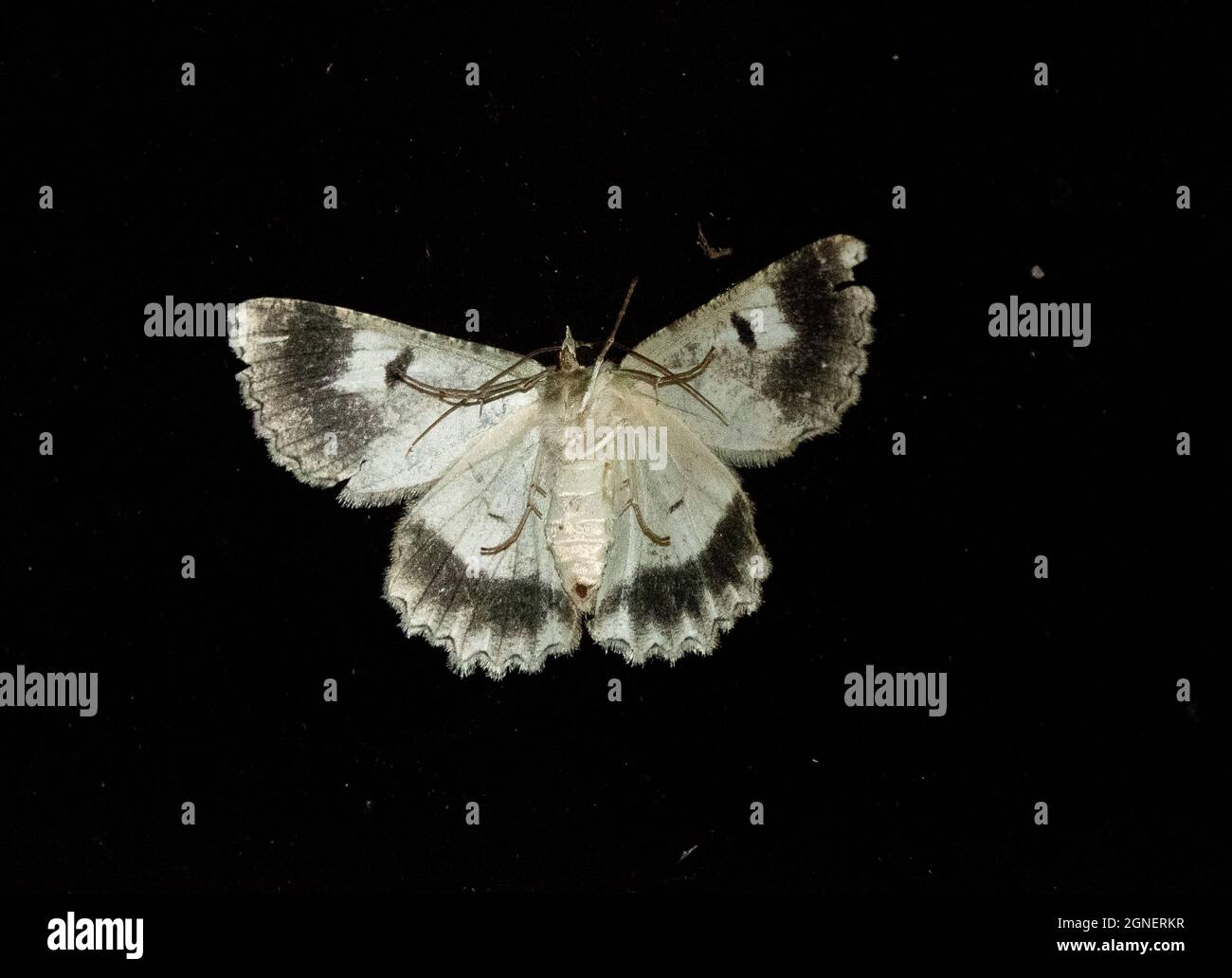 Australian textured emerald moth hi-res stock photography and images ...