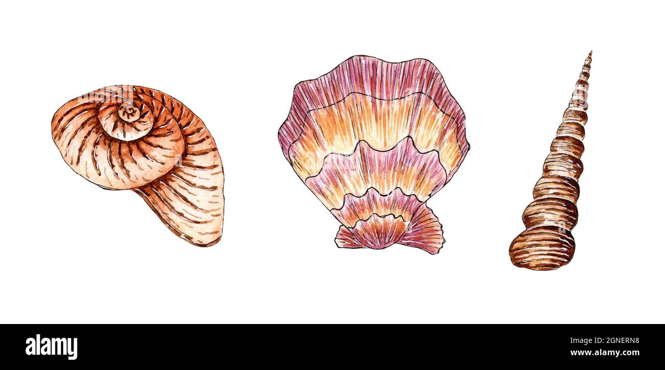 Set of watercolor illustrations of beautiful seashells in beige colors ...