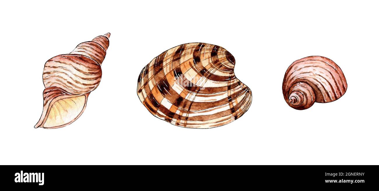 Set of watercolor illustrations of beautiful seashells in beige and ...