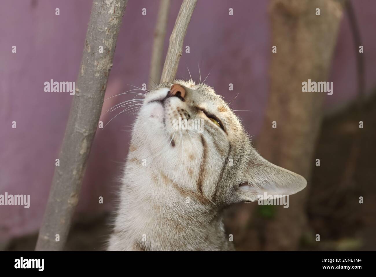 Cat smell the wind hi-res stock photography and images - Alamy