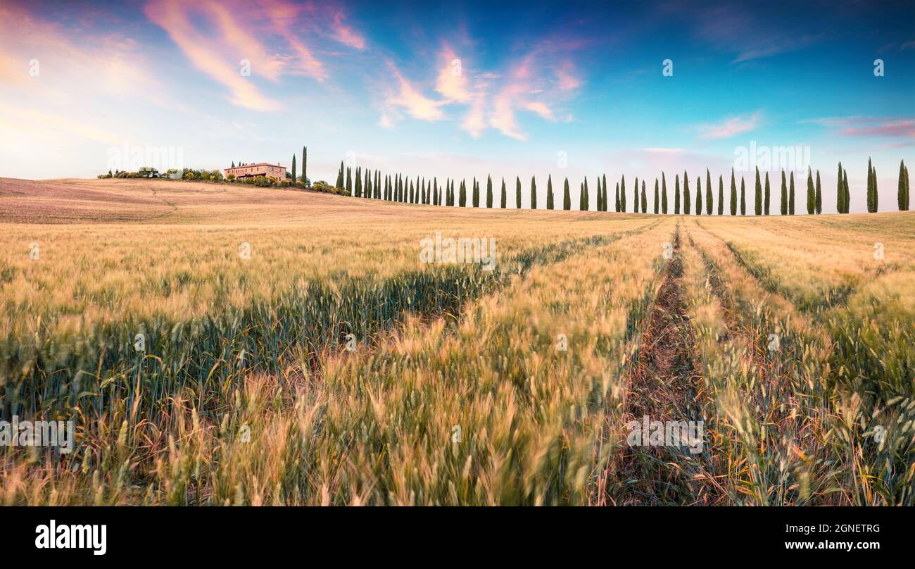Classic Tuscan scene with cypress trees. Colorful summer sunrise view ...