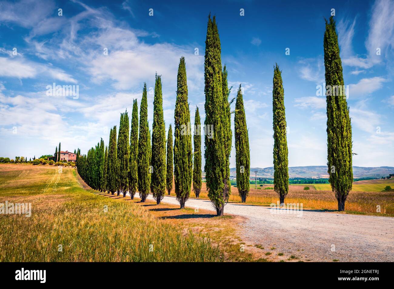 Classic Tuscan view with farmhouse and cypress trees. Colorful summer ...
