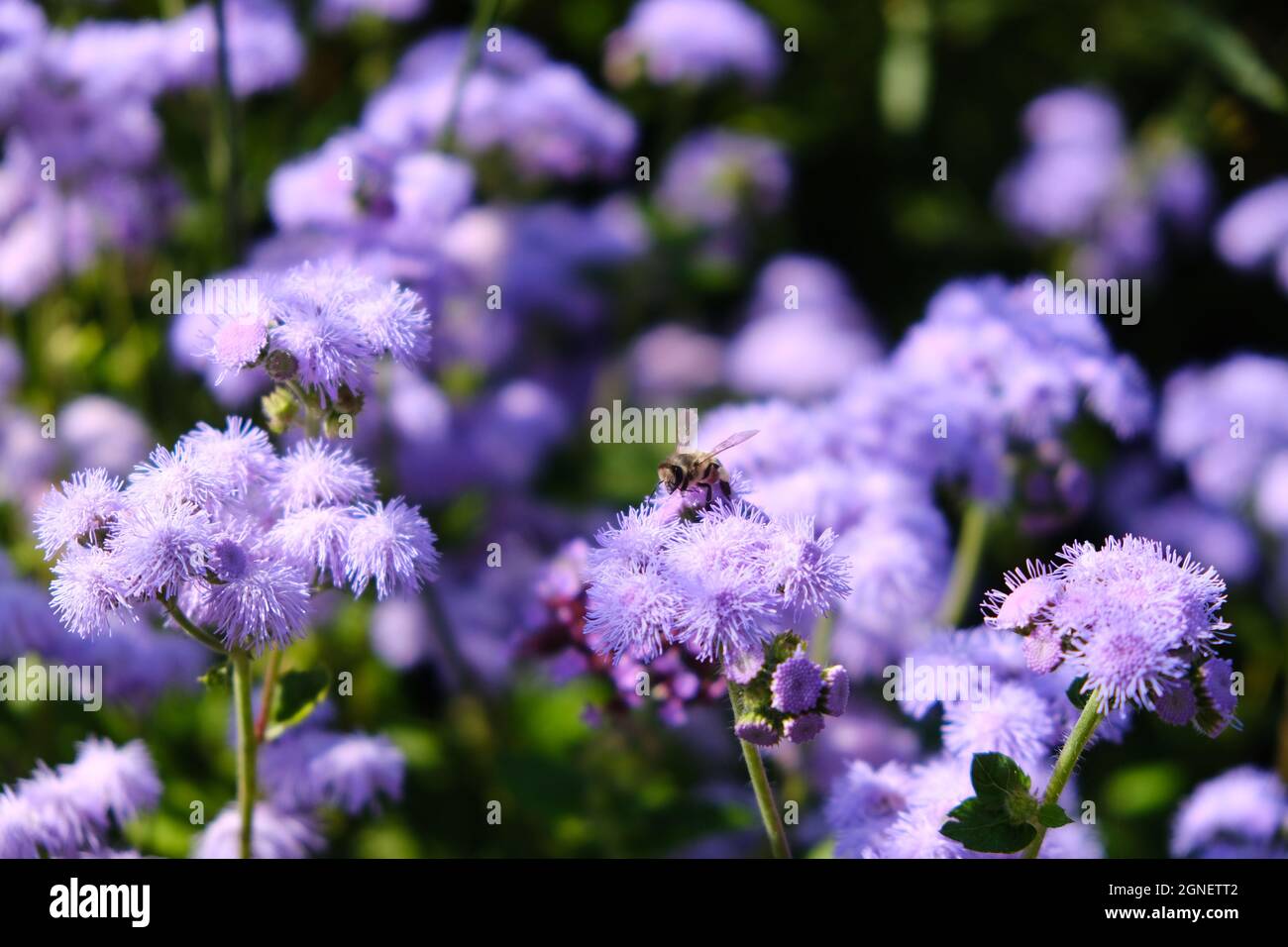 Bee on Buddleia Stock Photo - Alamy