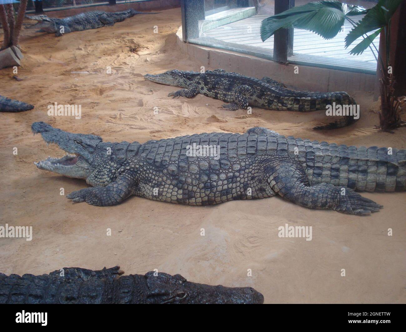 Huge crocodiles hi-res stock photography and images - Alamy