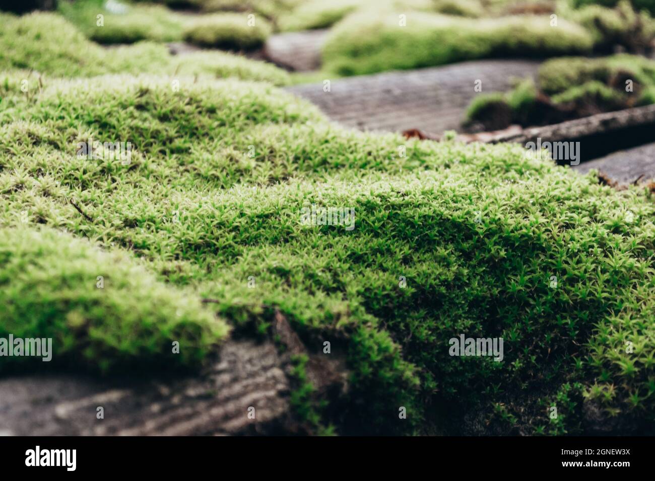 tiled roof covered with moss. The stone is covered with beautiful moss ...