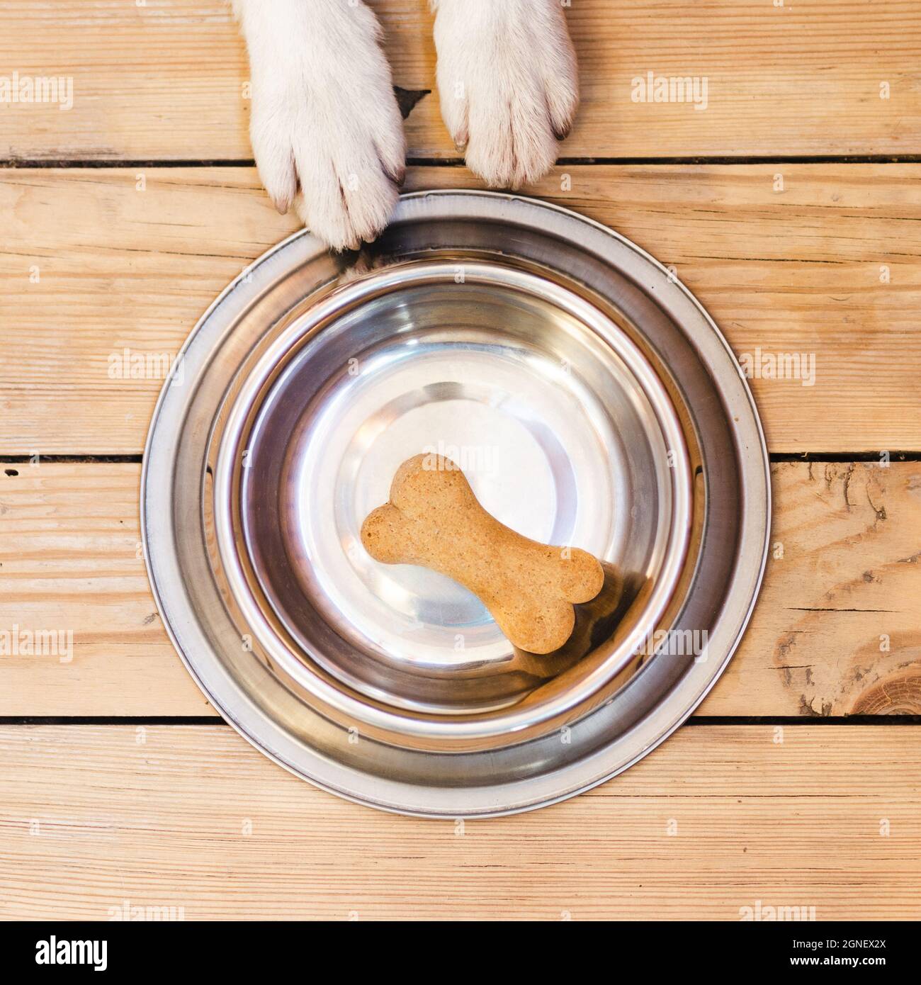 dog food bowl with bone. High quality and resolution beautiful photo ...