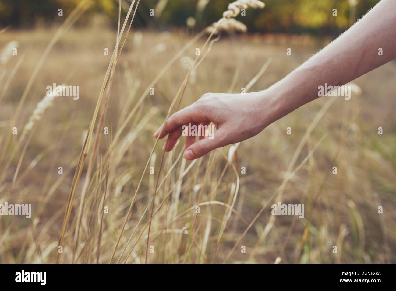 female hand plant fields nature grass Stock Photo - Alamy