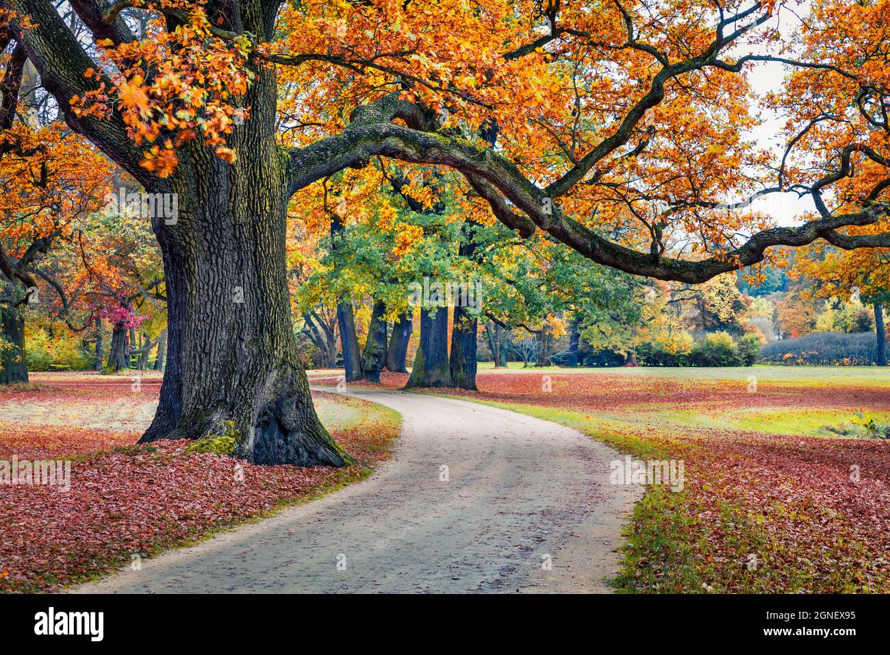 Stunning autumn view of Muskau Park, UNESCO World Heritage Site ...