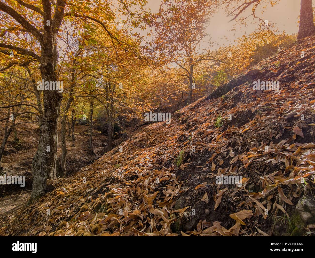 the colour of autumn in the genal valley, Andalusia Stock Photo - Alamy
