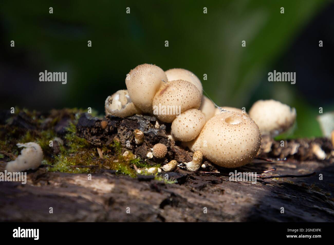 Close up of pear shaped puffball, also called Apioperdon pyriforme ...
