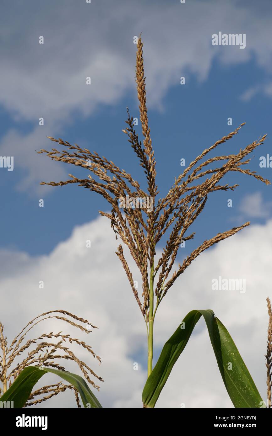 Beautiful image of corn flower against blue sky background Stock Photo ...