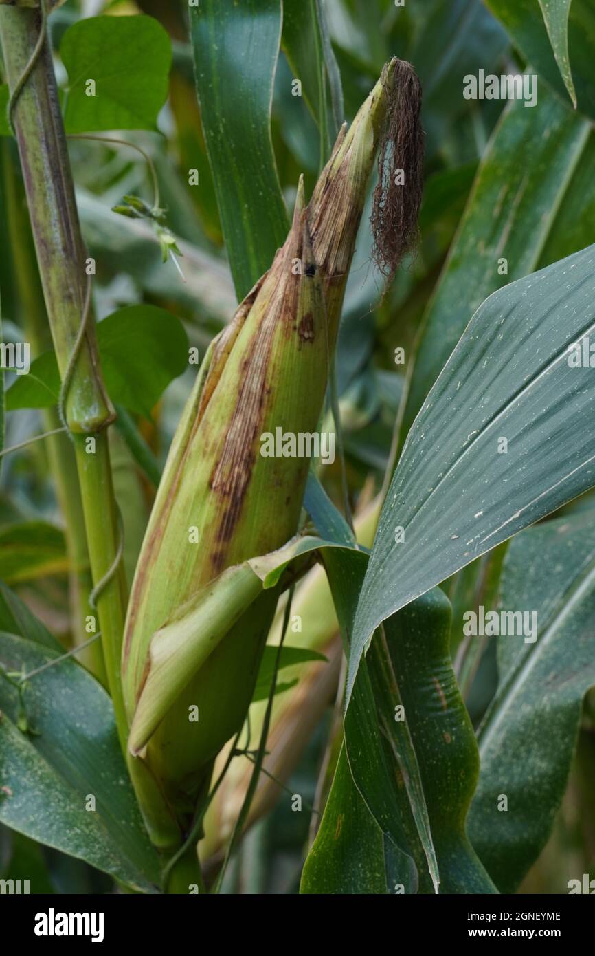 Indian corn pod hi-res stock photography and images - Alamy