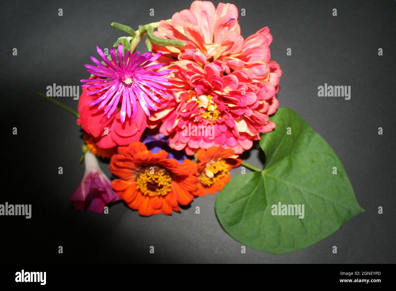 Indian sumer hi-res stock photography and images - Alamy