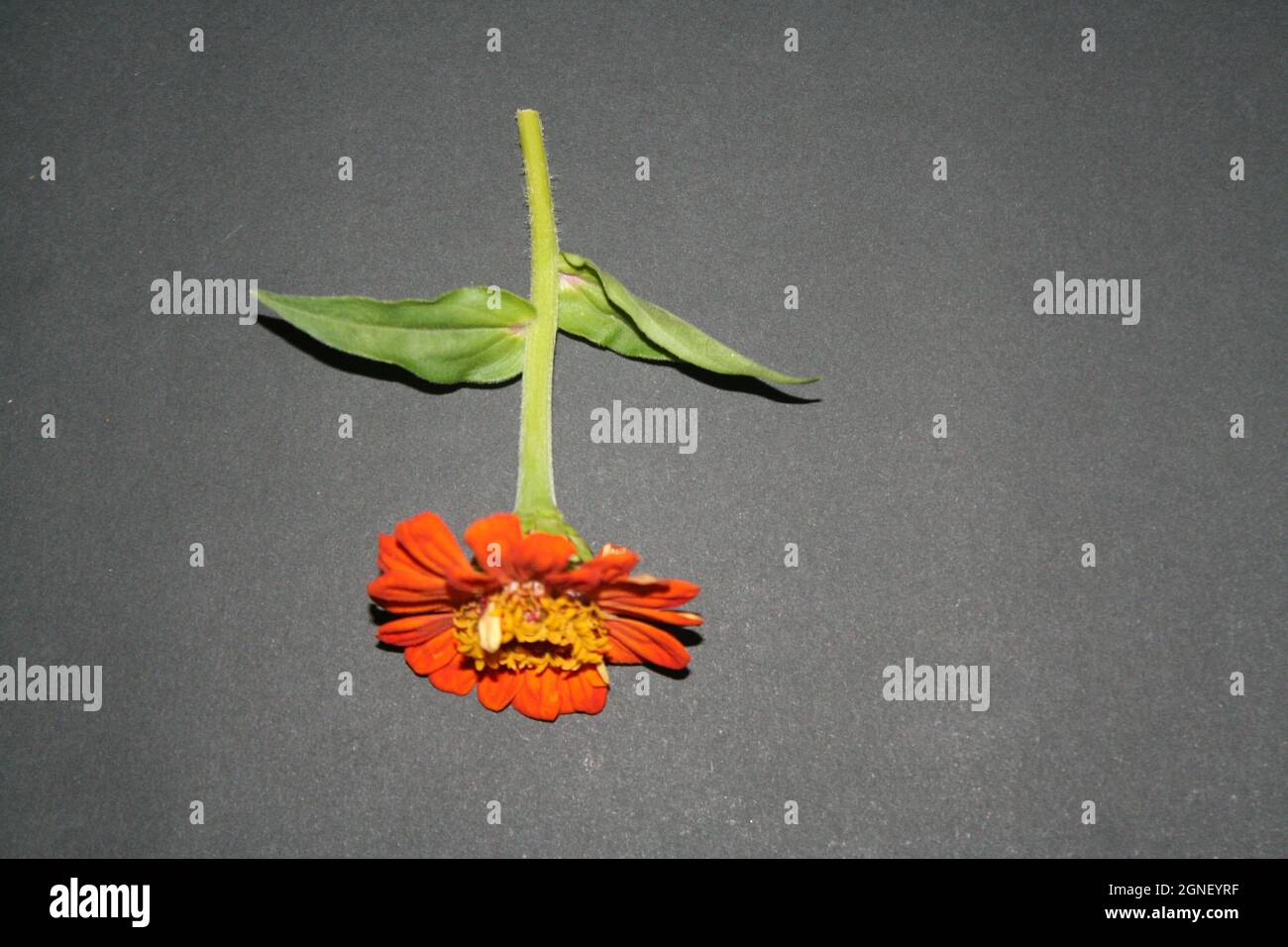 Indian sumer hi-res stock photography and images - Alamy