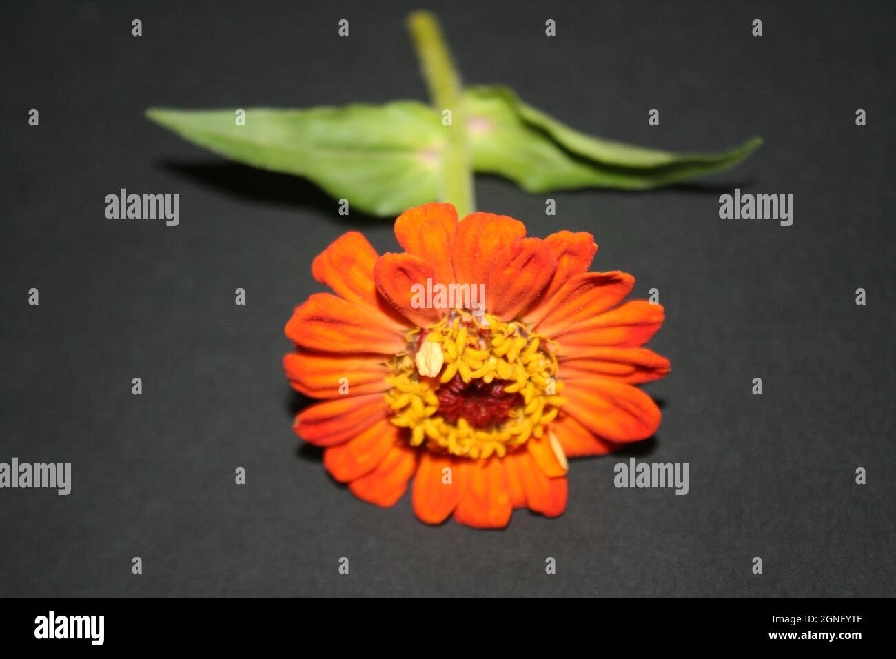 Flower vibration hi-res stock photography and images - Alamy