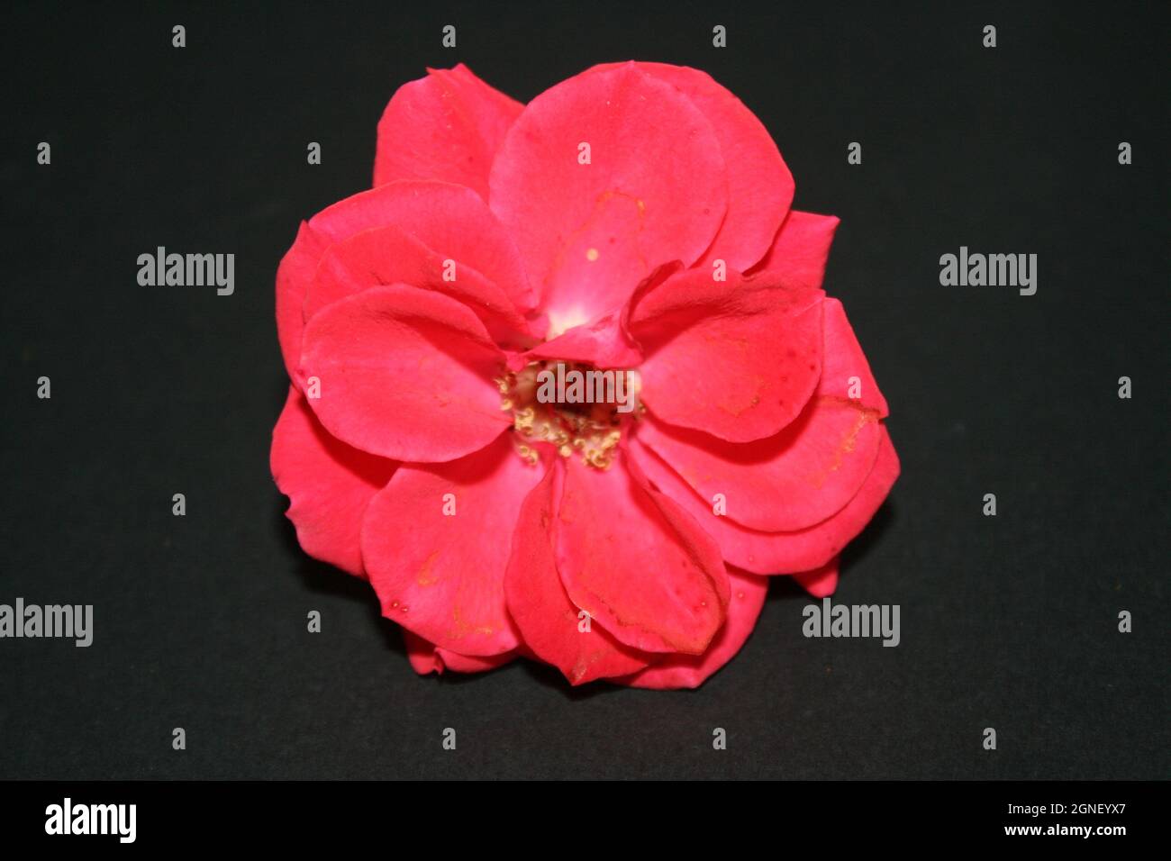 Indian sumer hi-res stock photography and images - Alamy