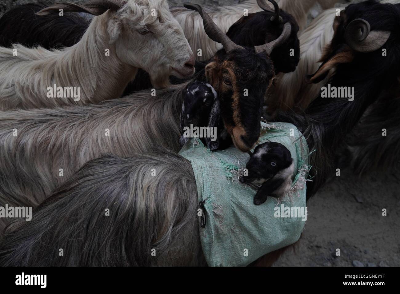 Herd of Goats Stock Photo - Alamy