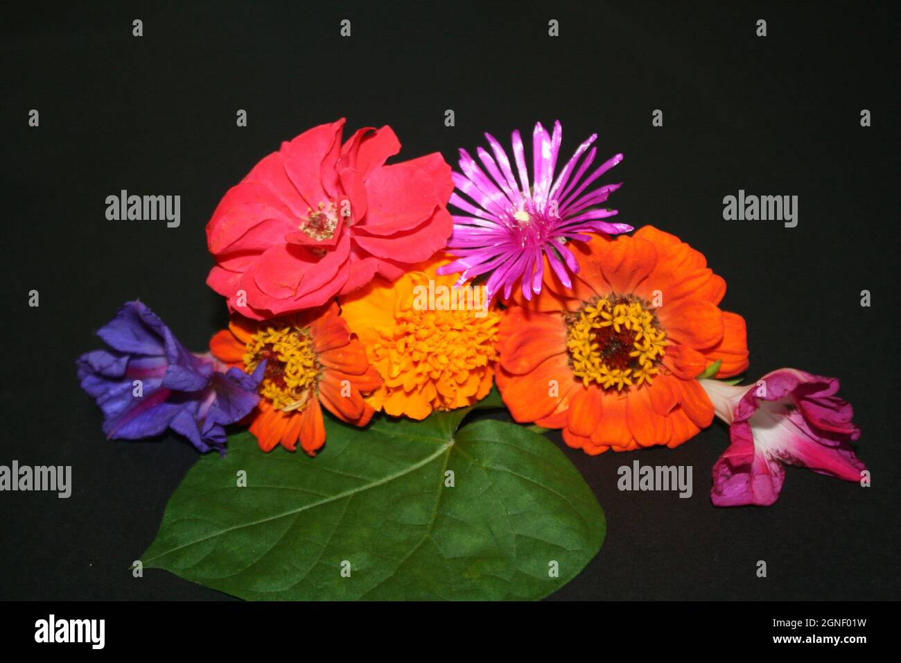 Indian sumer hi-res stock photography and images - Alamy