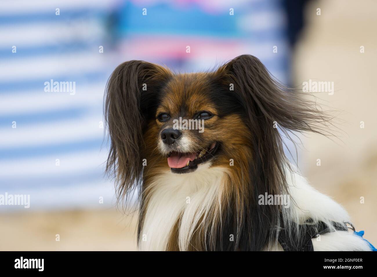 Cute dog with long hairs Stock Photo - Alamy