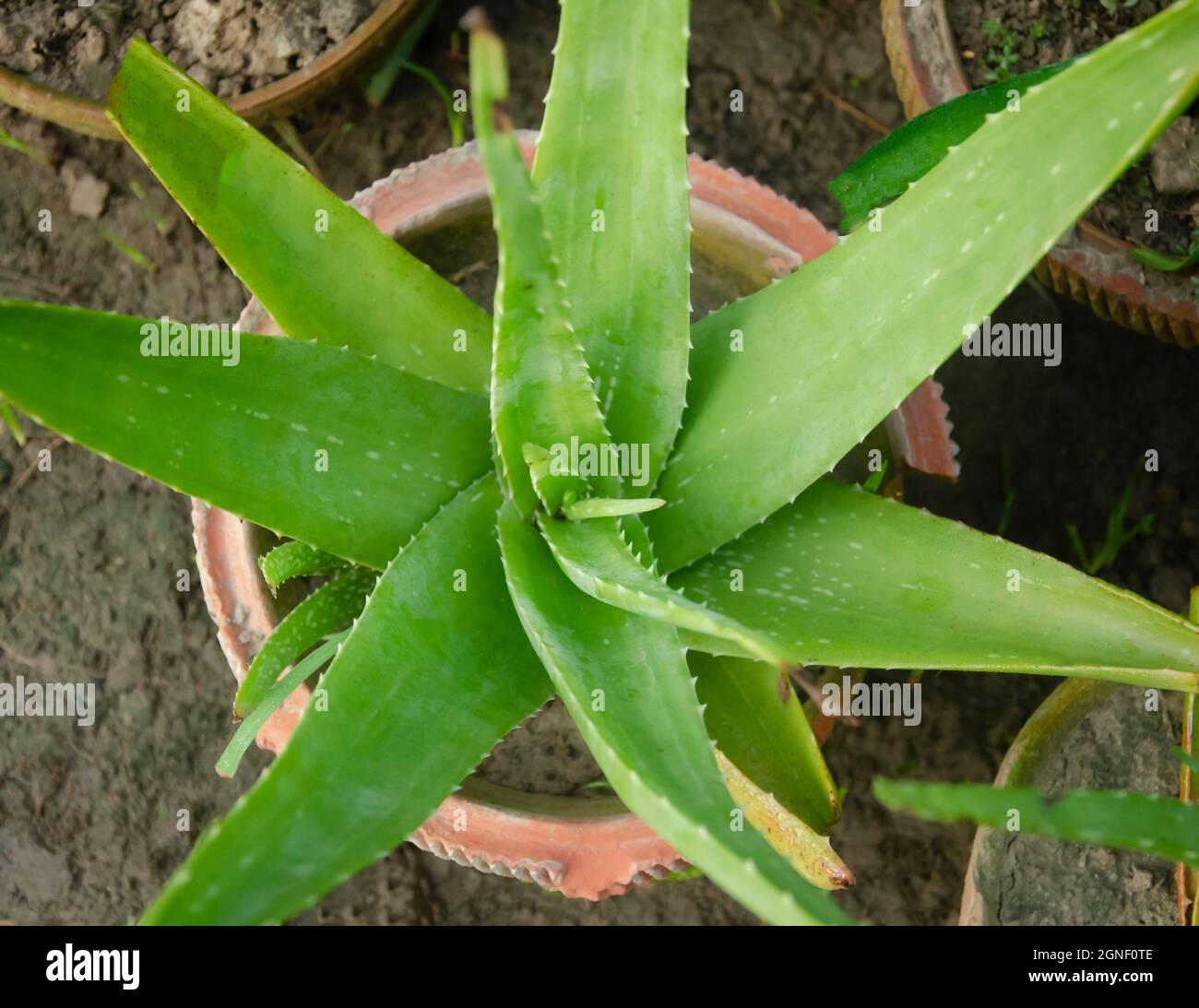 Aloe vera plant flower hi-res stock photography and images - Alamy